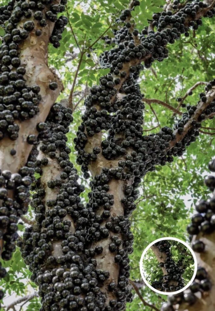 Rare Tree Turns Heads, People Stunned When They Realize What Grows On ...
