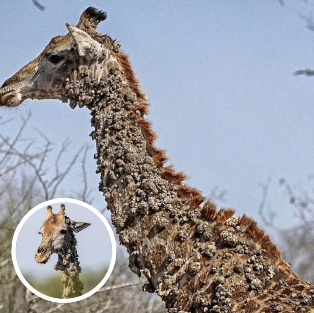 Photographer Left Speechless After Finding This Giraffe And The Truth ...