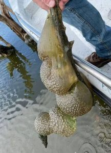 Mysterious ‘alien egg pod’ pulled from Oklahoma lake, officials warn ...