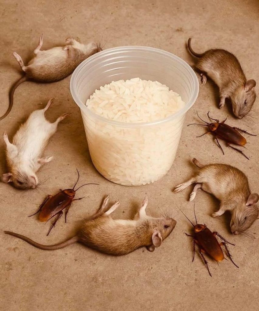 How to get rid of rats and cockroaches with rice: An effective and ...