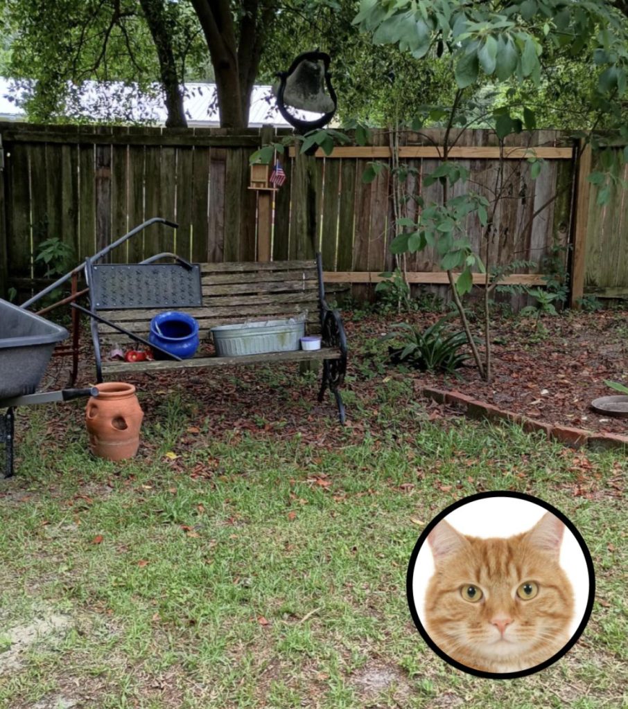 Only People With Sniper Vision Can Find The Hidden Cat In This Backyard ...