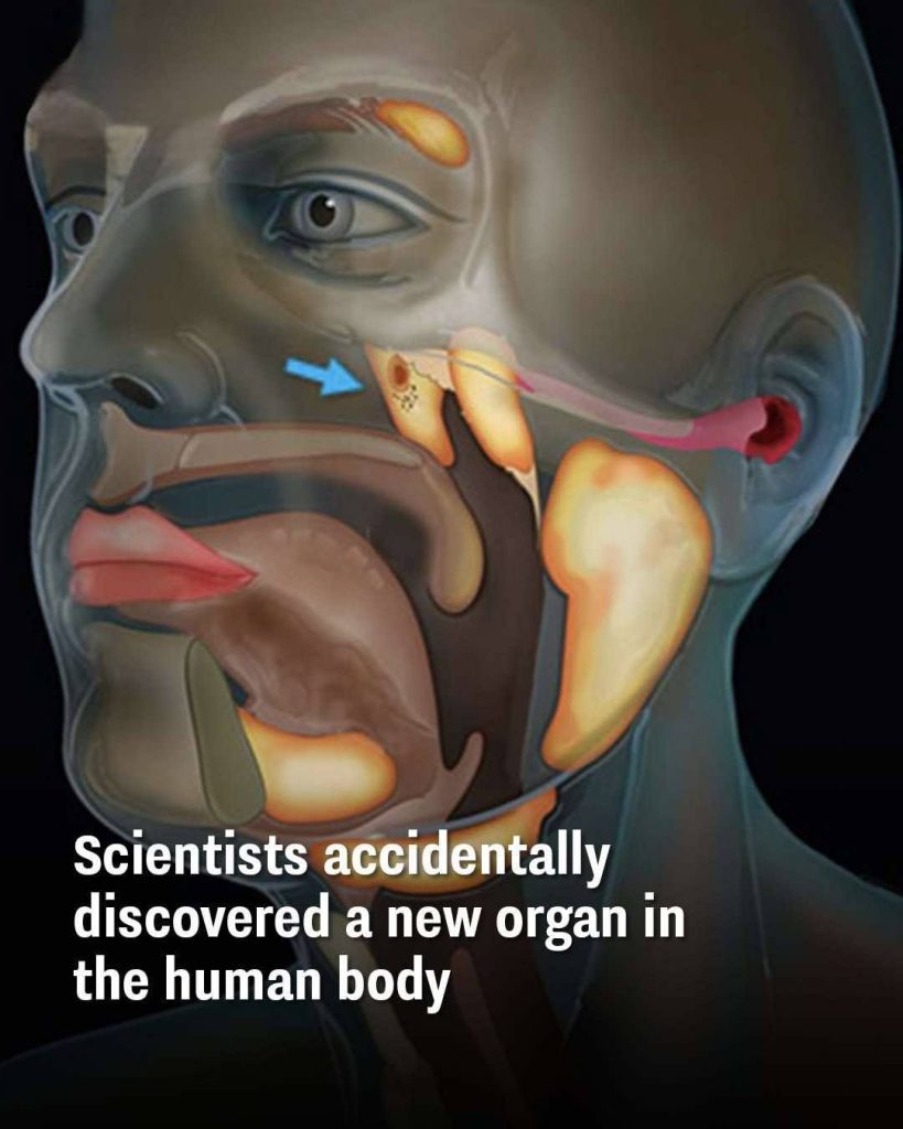 Scientists accidentally discovered a new organ in the human body – Tiny ...
