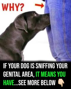 If your dog is sniffing your genital area, it means you have ...