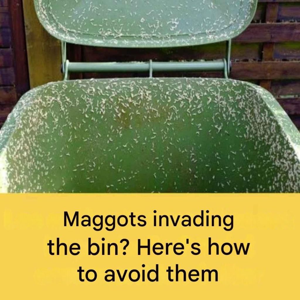 4 effective tips for eliminating maggots in your outdoor trash can ...