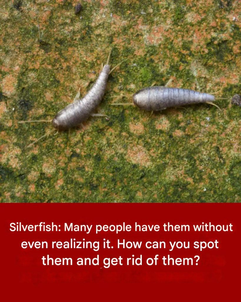 The mysteries of silver insects: how to identify and eliminate them ...