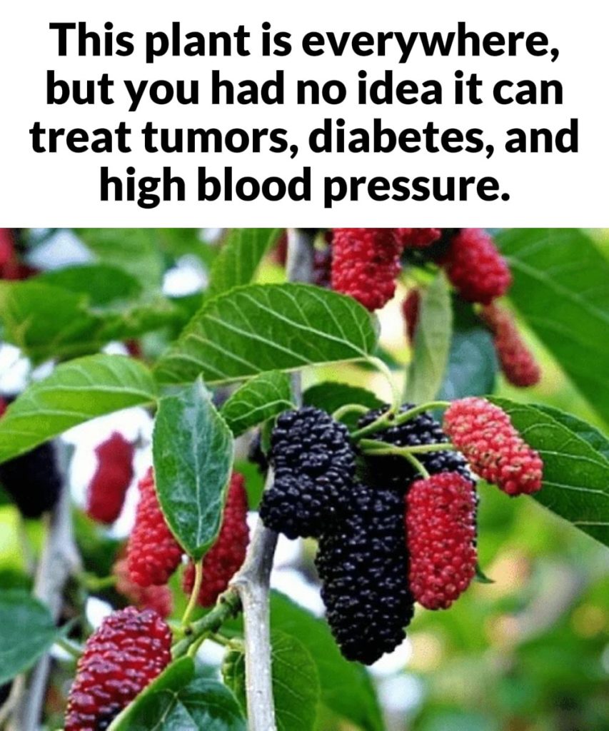 This plant is everywhere, but you had no idea it can treat tumors ...