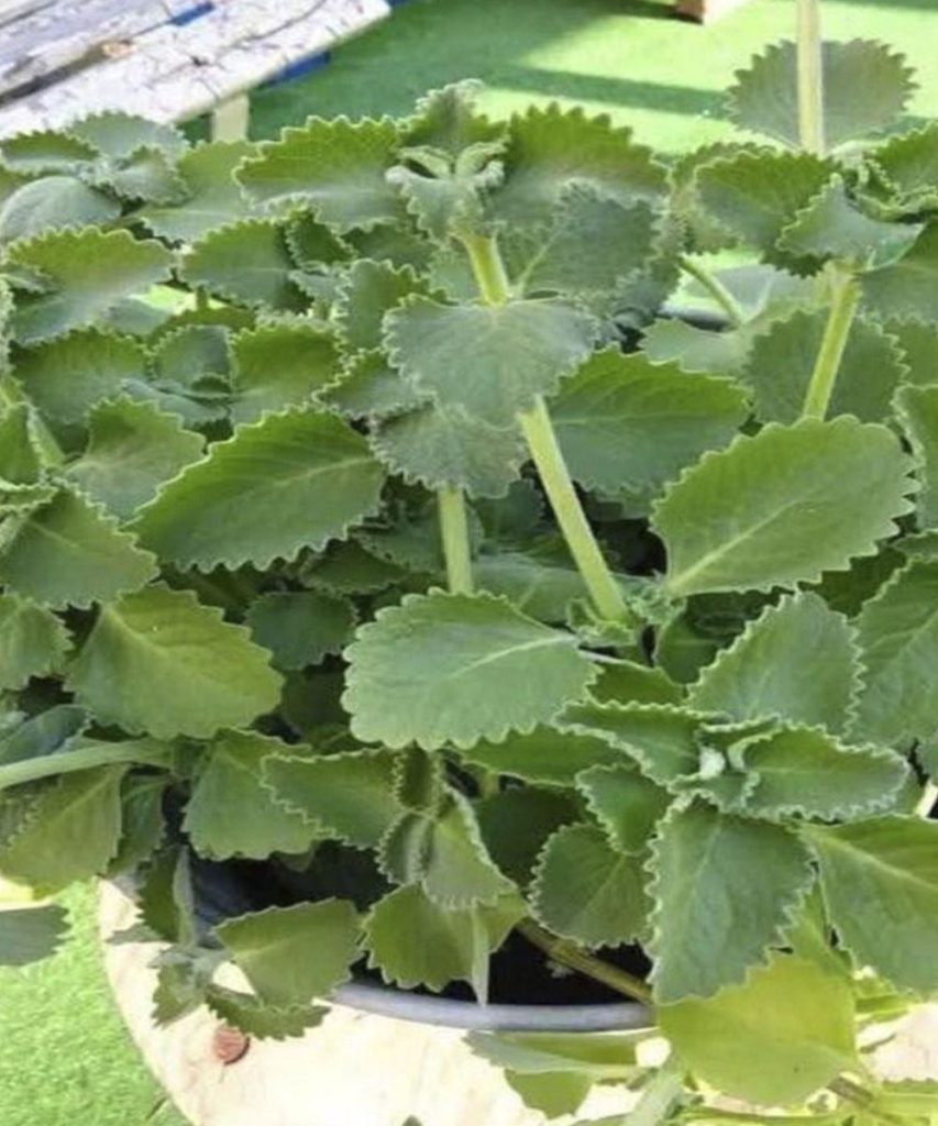 Doctors reveal that eating oregano causes … – Tiny House Zone