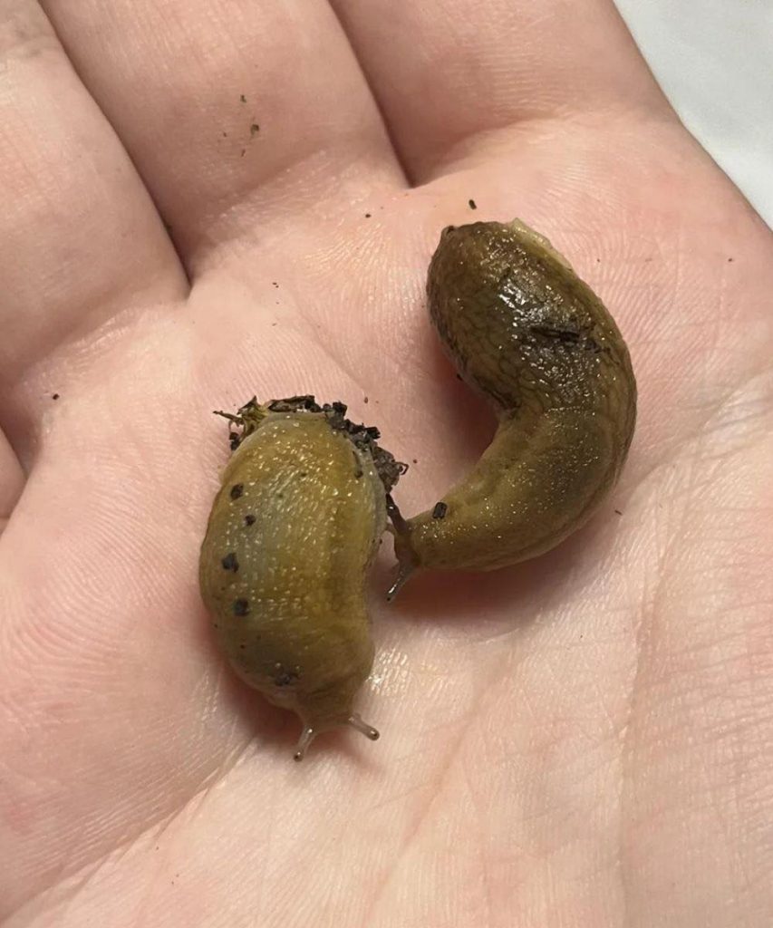 If Slugs Keep Visiting Your House, Check This Immediately – Tiny House Zone