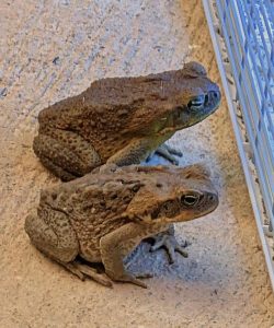 Why a Toad Might Appear in Your Home and What It Could Mean – Tiny ...
